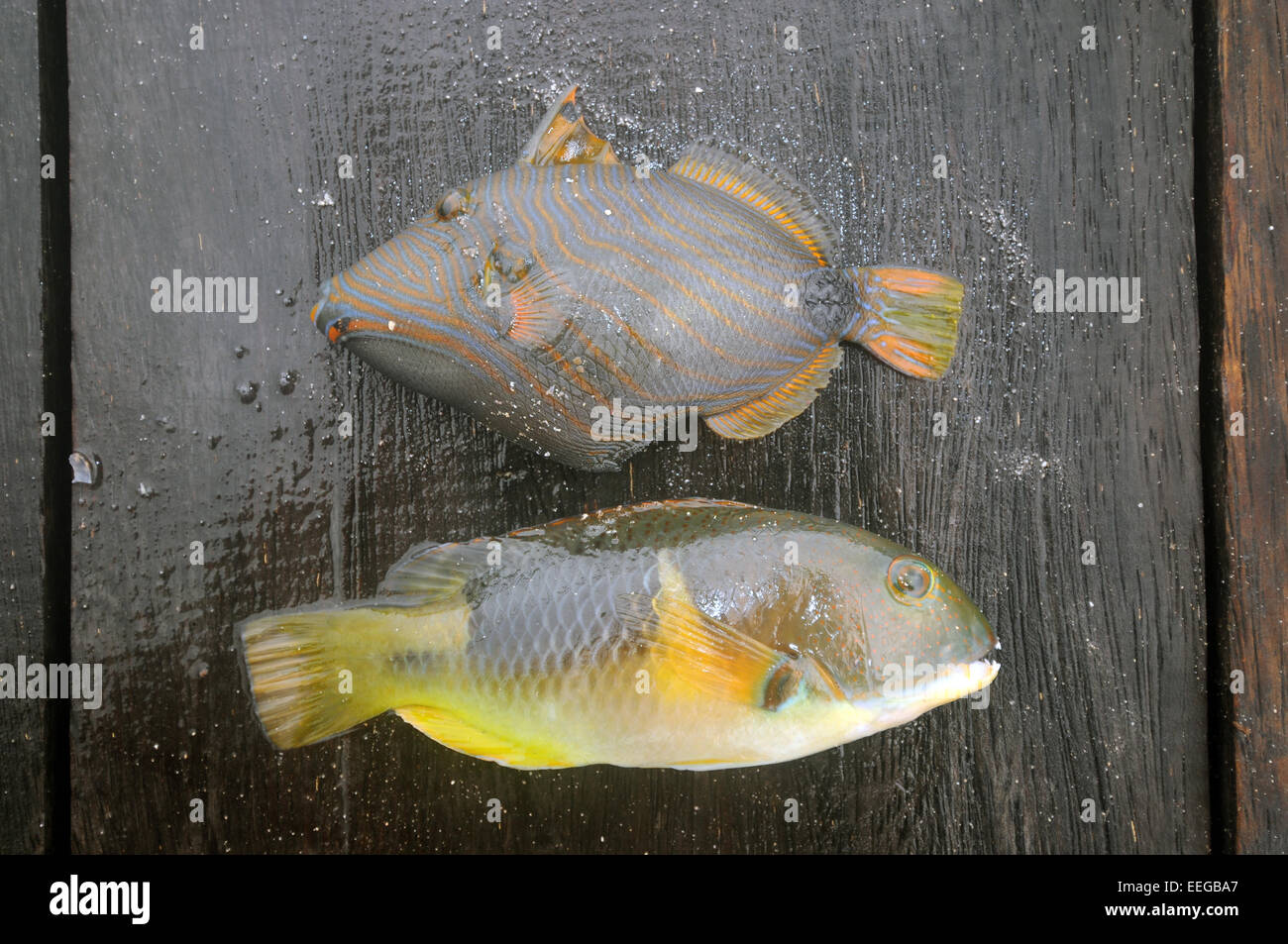 Petits poissons Banque de photographies et d’images à haute résolution ...