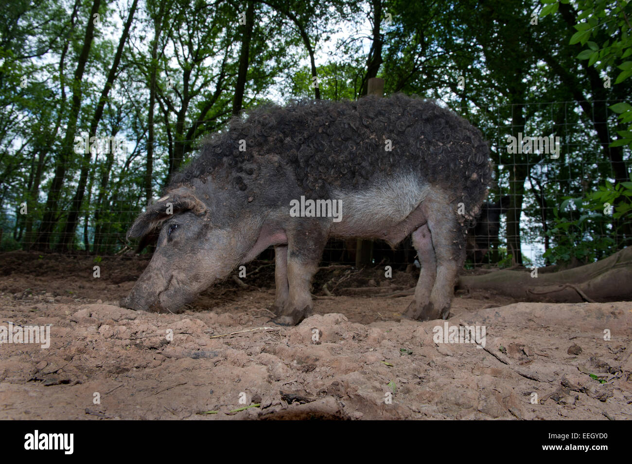 Mangalitza pigs Banque de photographies et d’images à haute résolution ...