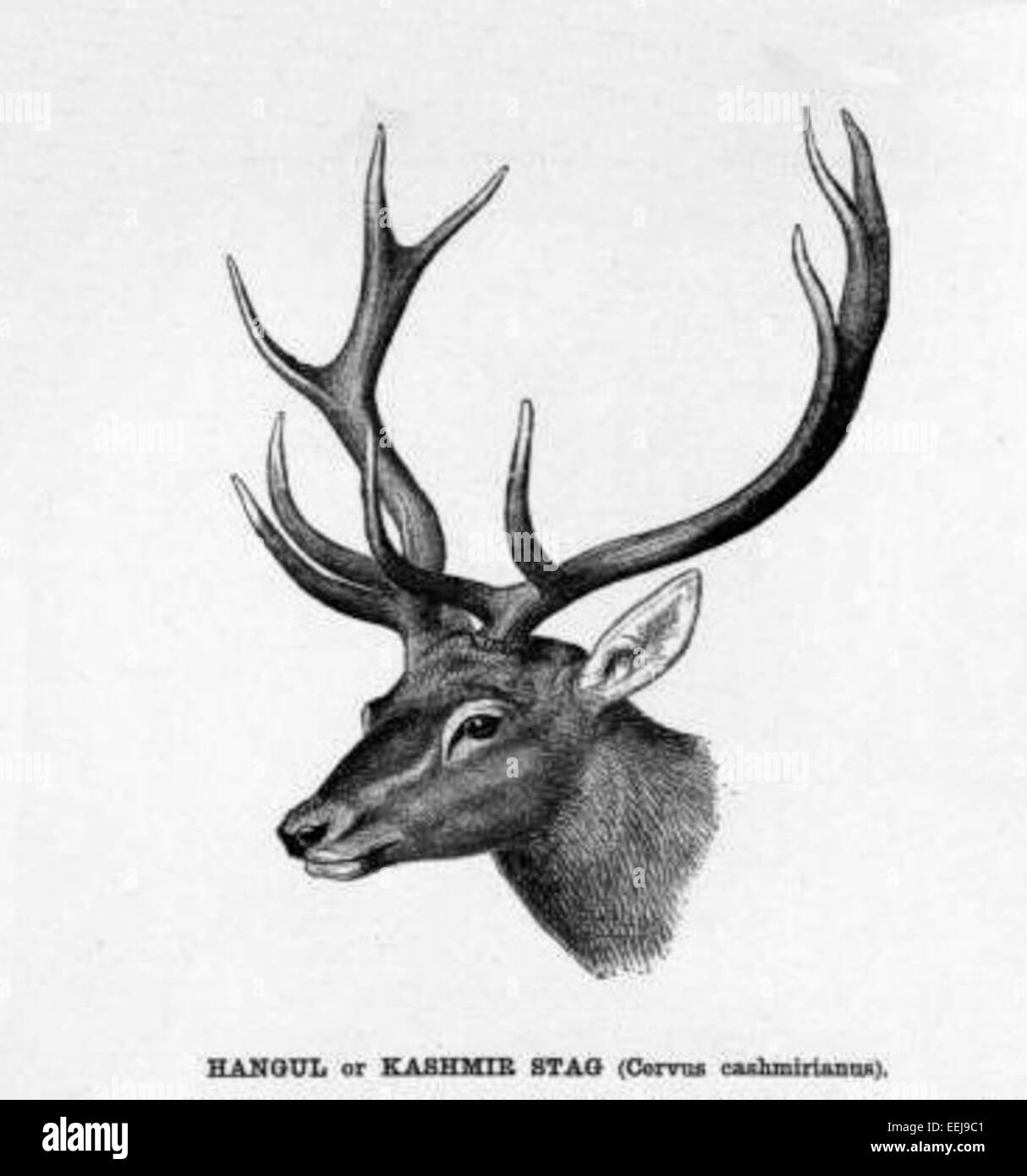 Cervus elaphus, communément appelé cerf roux, est une espèce originaire ...