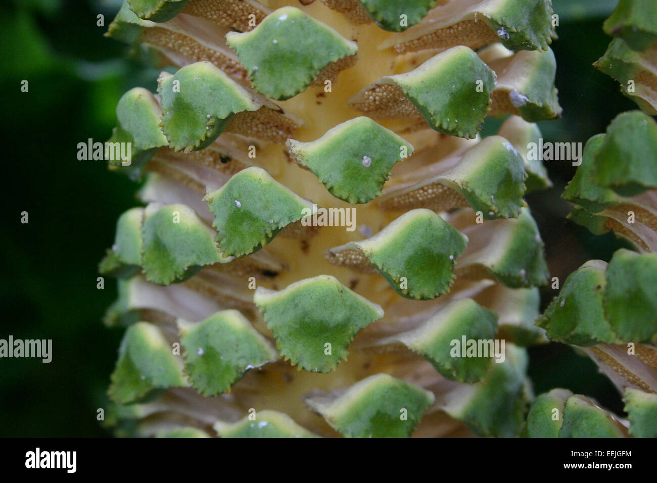 Encephalartos villosus Banque de photographies et d’images à haute ...