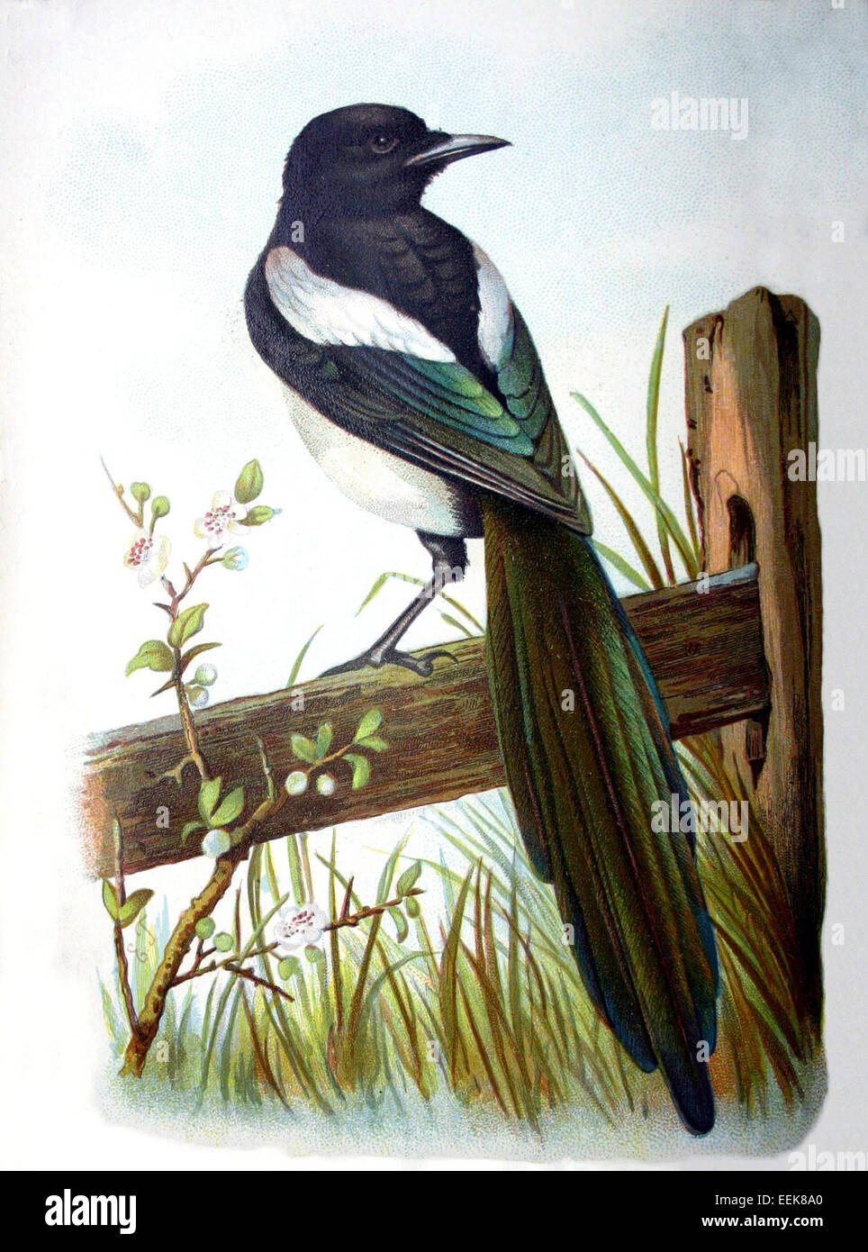 Le pica pica, communément appelé la pie européenne, est une espèce d ...