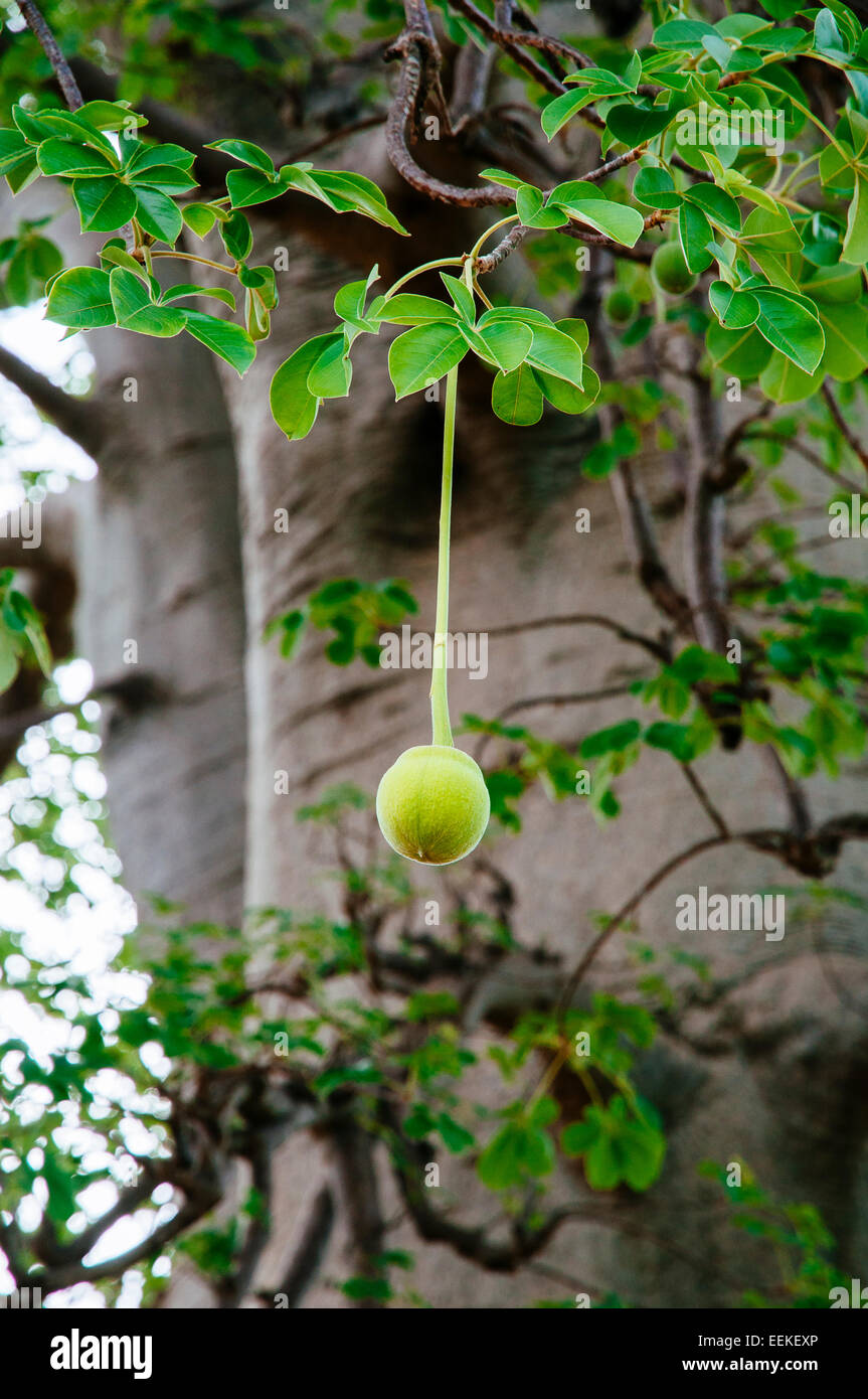 Arbre fruitier afrique mali Banque de photographies et d’images à haute ...
