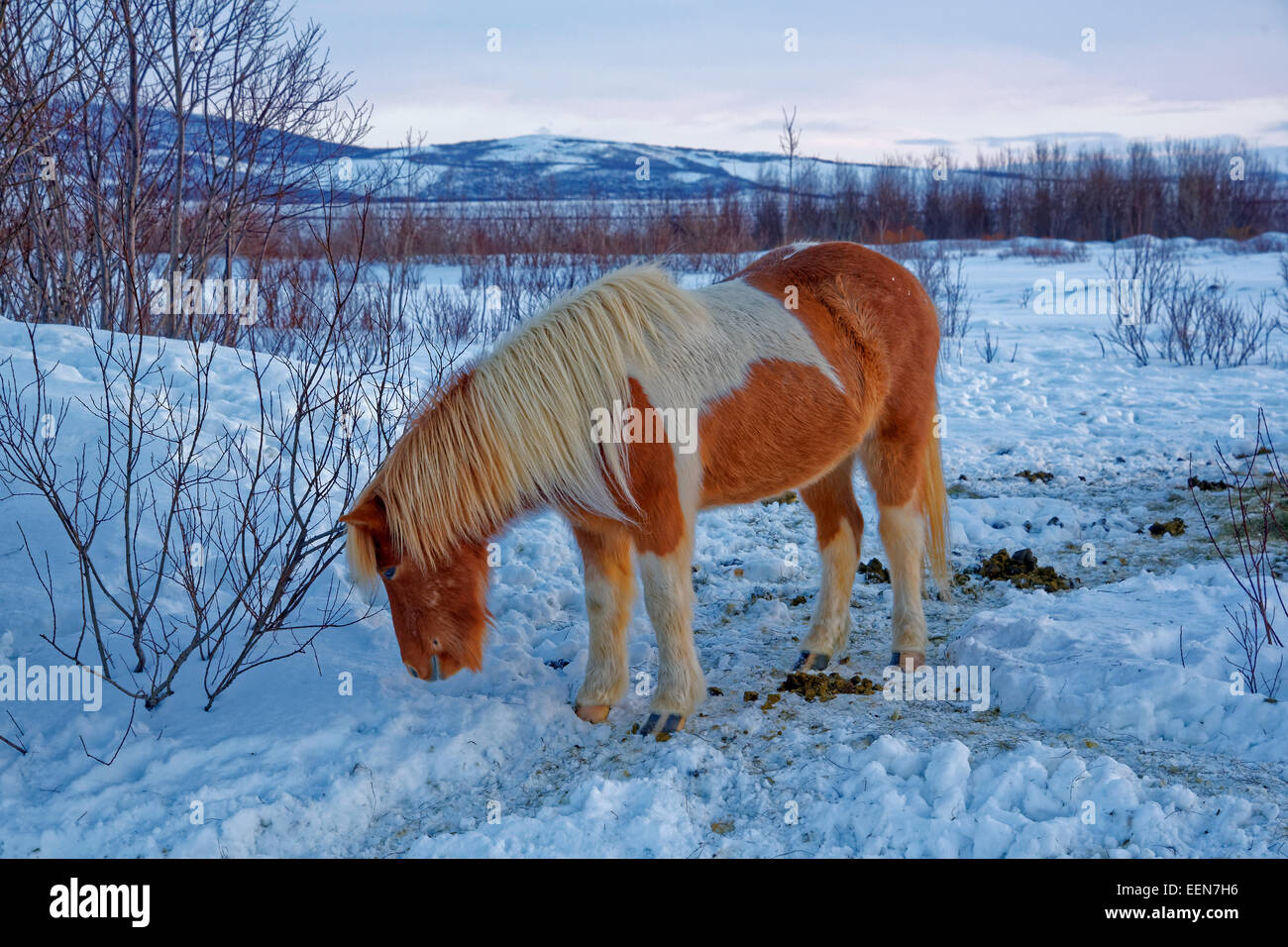 Cheval islandais est une race chevaline développée en Islande. Les ...