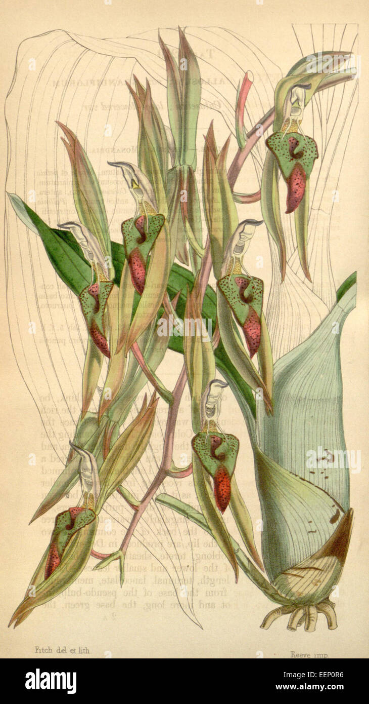 Catasetum callosum est une espèce d'orchidée originaire d'Amérique ...