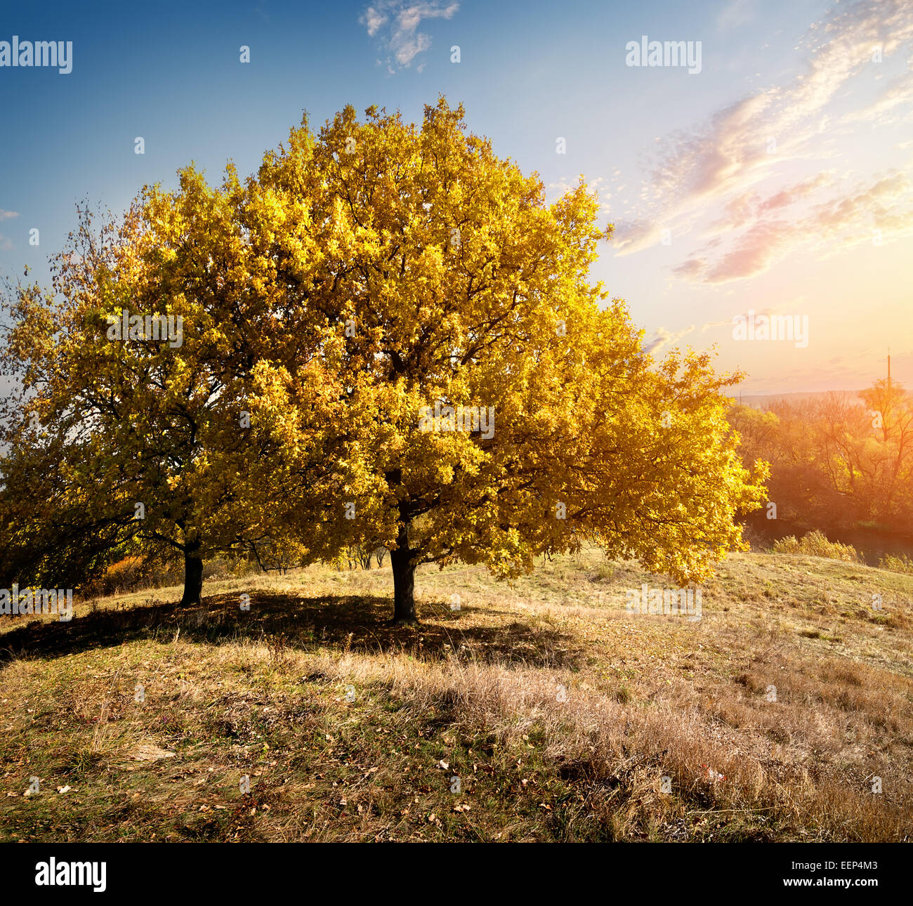 Soleil sur la colline avec des arbres Banque de photographies et d ...