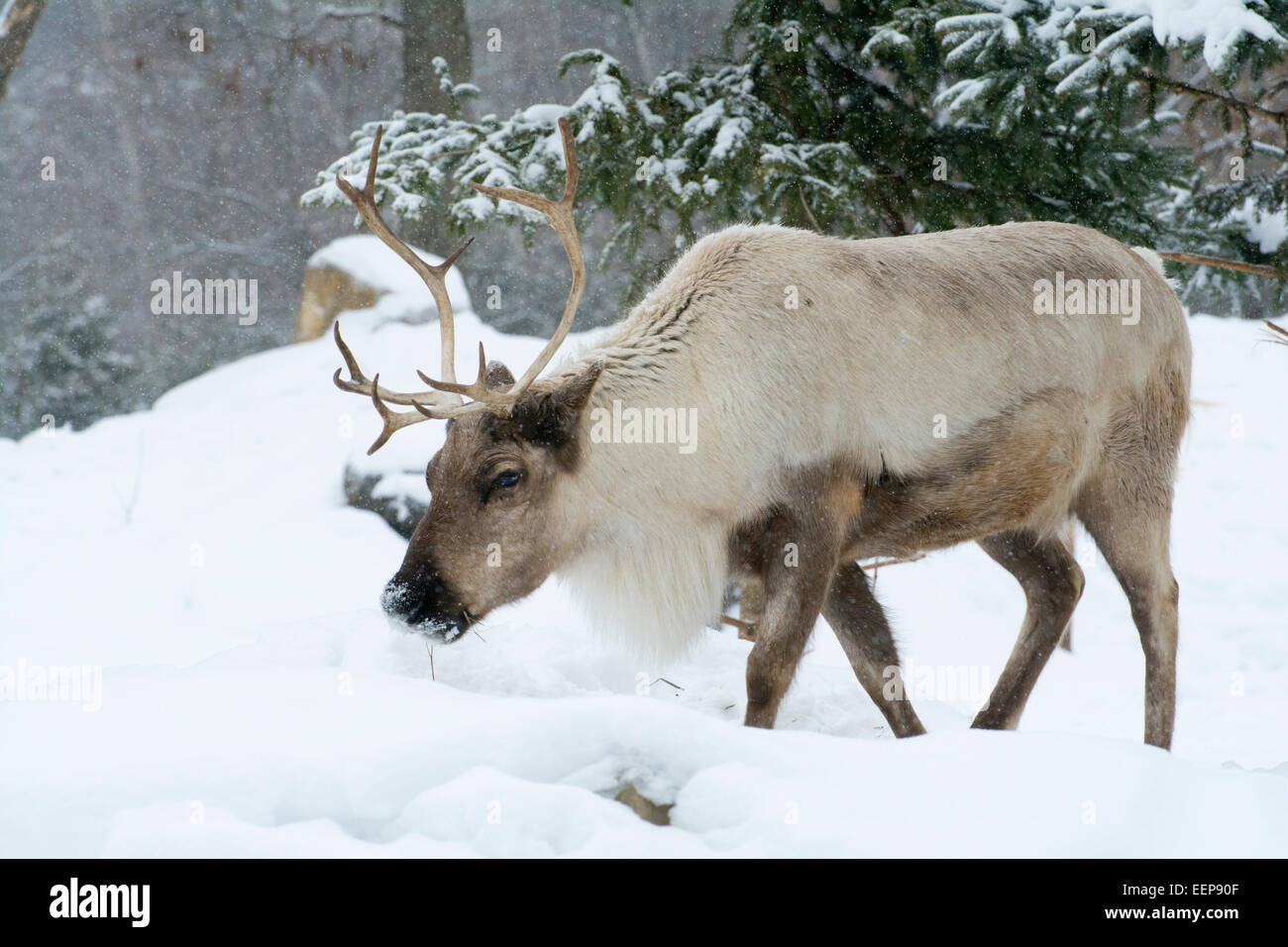 Caribou des bois femelle Banque de photographies et d’images à haute ...