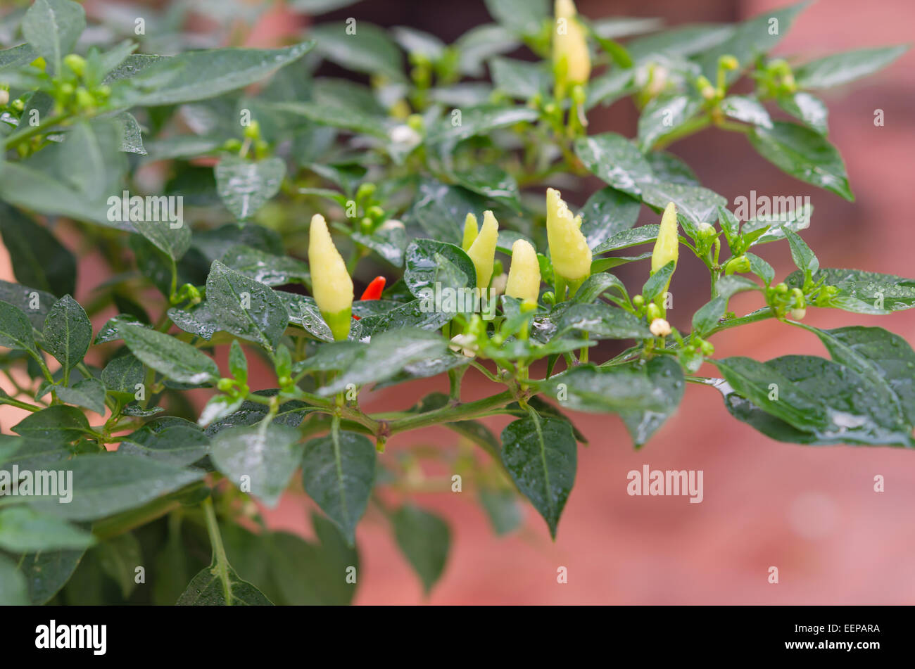 Grandir sur un arbre Banque de photographies et d’images à haute ...