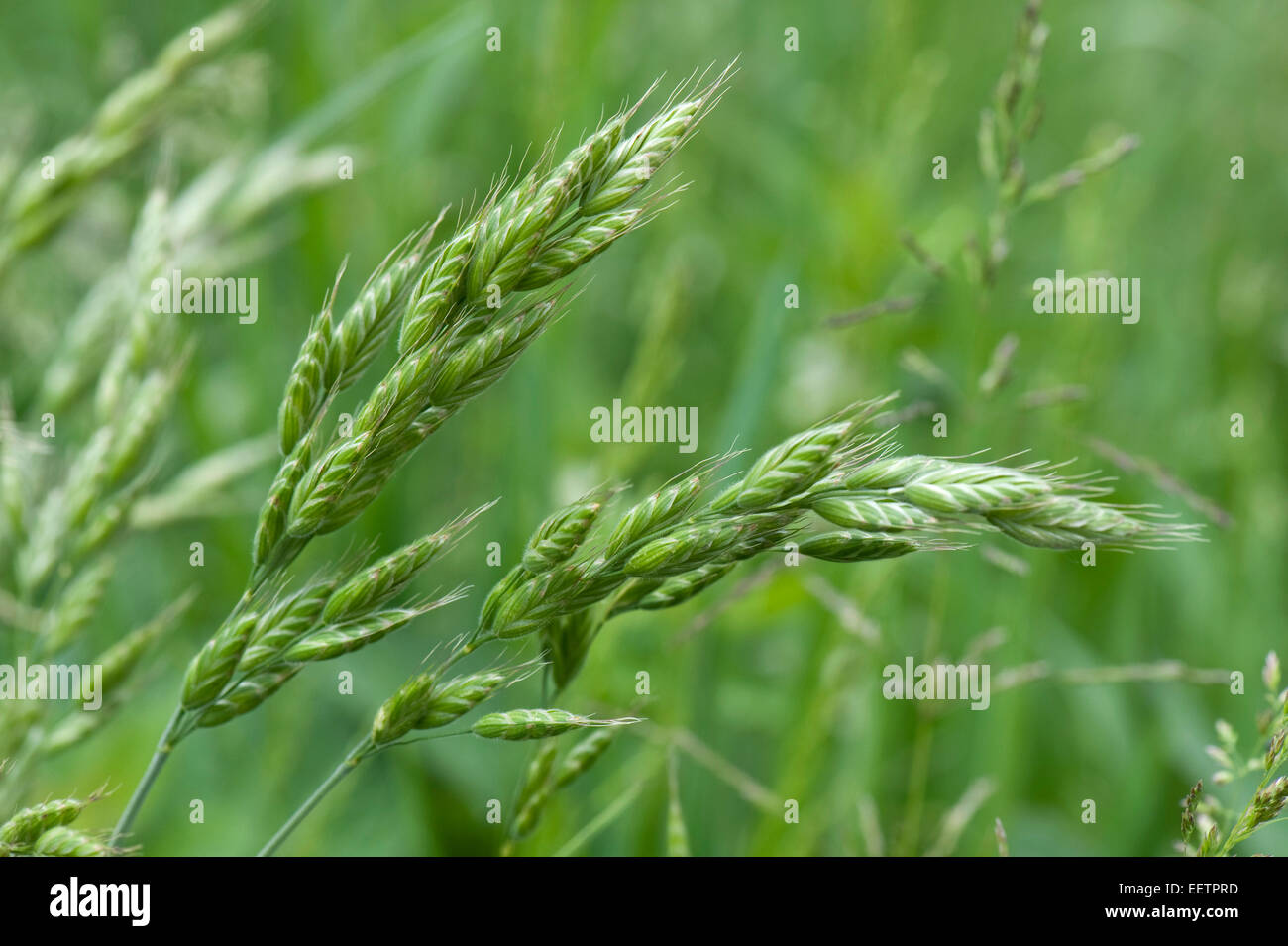Brome mou, Bromus mollis, épillets de fleurs ouvertes sur les herbes ...