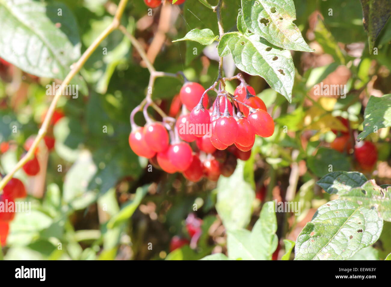 Fruits rouges toxiques Banque de photographies et d’images à haute ...
