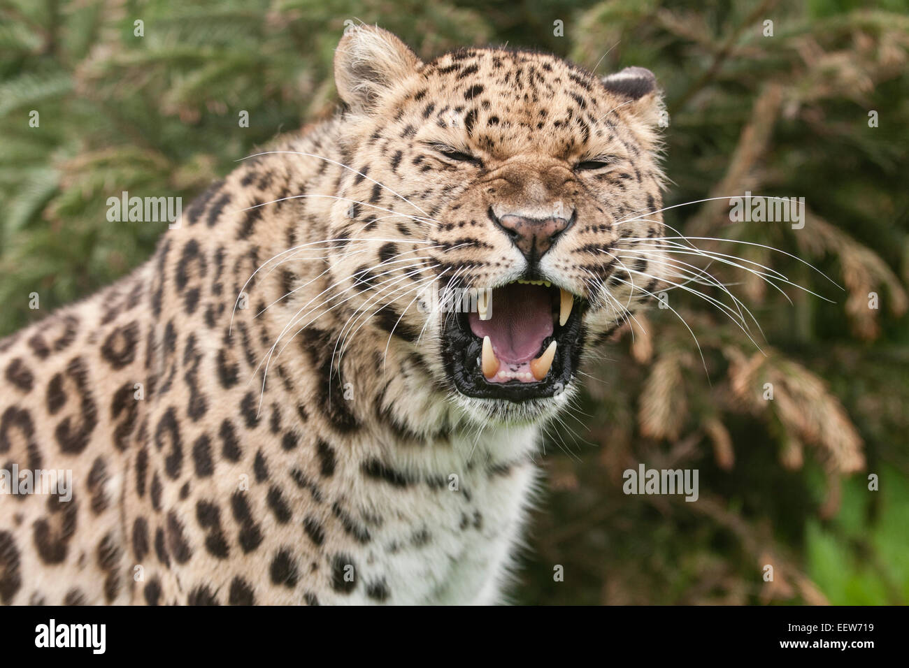 Manchurian leopard Banque de photographies et d’images à haute ...