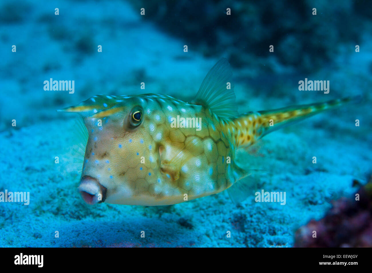Longhorn cowfish Banque de photographies et d’images à haute résolution ...