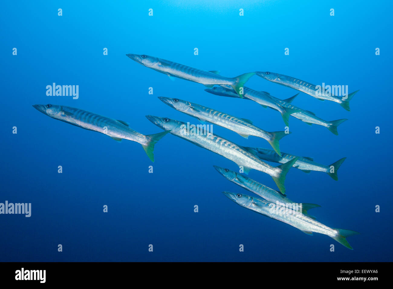 Banc De Barracuda Banque d'image et photos - Alamy