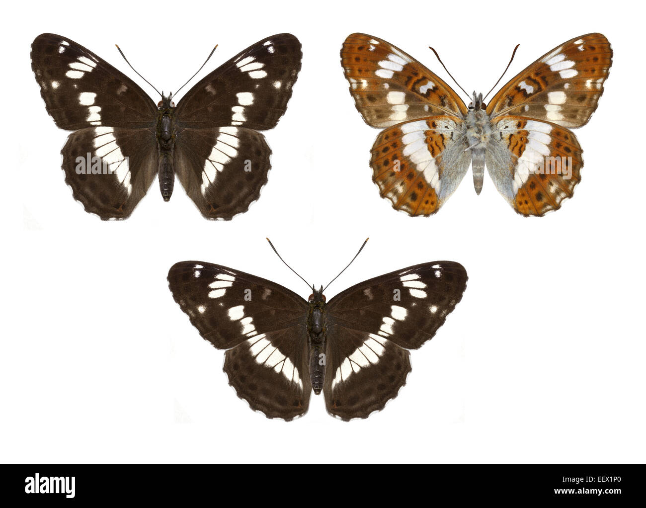 Papillon amiral blanc du sud Banque de photographies et d’images à ...
