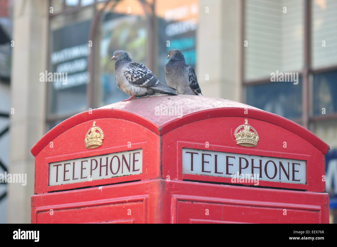 Boîte à pigeons Banque de photographies et d’images à haute résolution ...