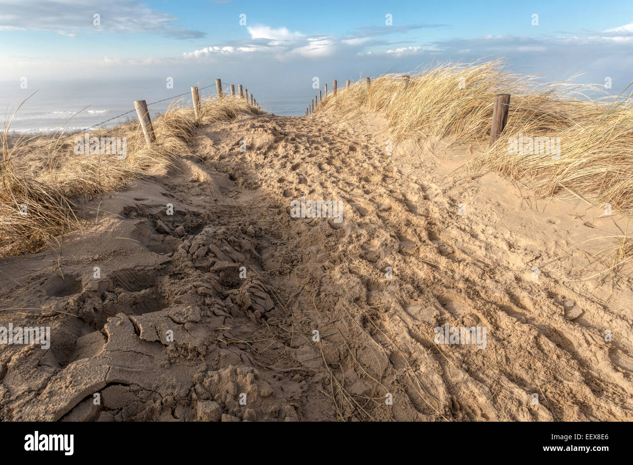 Sentier battus entre les dunes de sable avec vue sur la mer du Nord ...