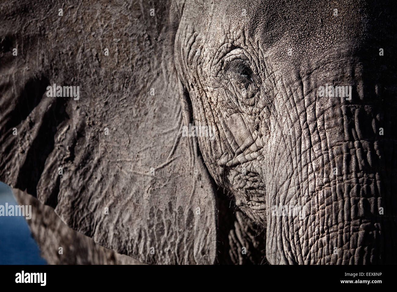 African elep Banque de photographies et d’images à haute résolution - Alamy