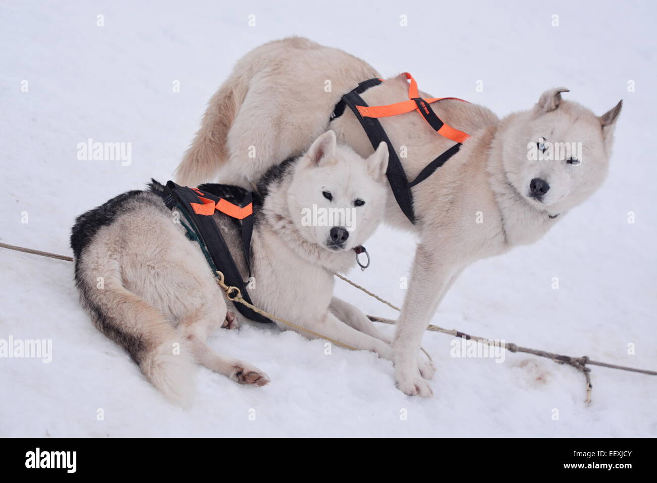 Long Sedivackuv la race, mushing, musher, chiens, de chiens, de race ...