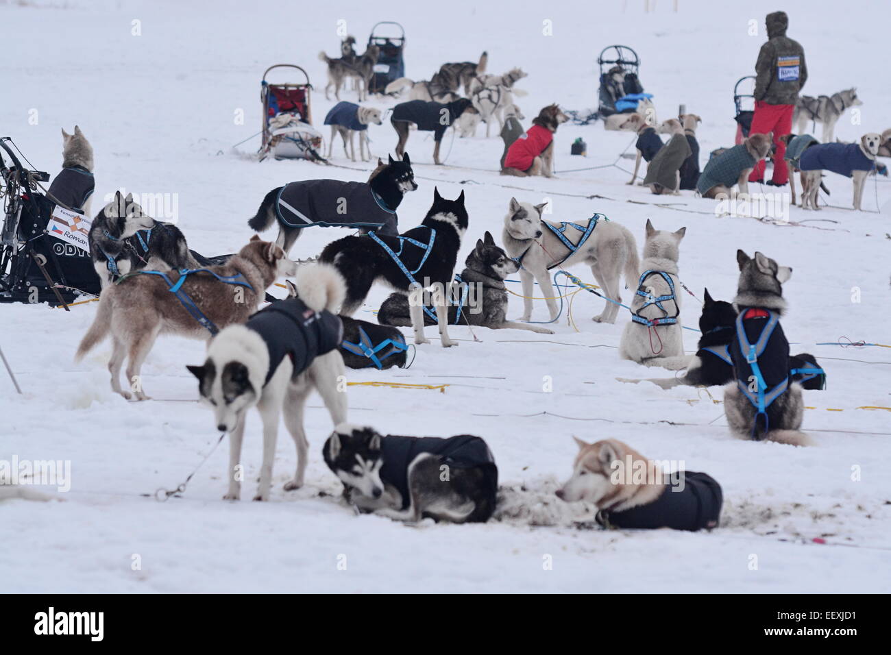 Long Sedivackuv la race, mushing, musher, chiens, de chiens, de race ...