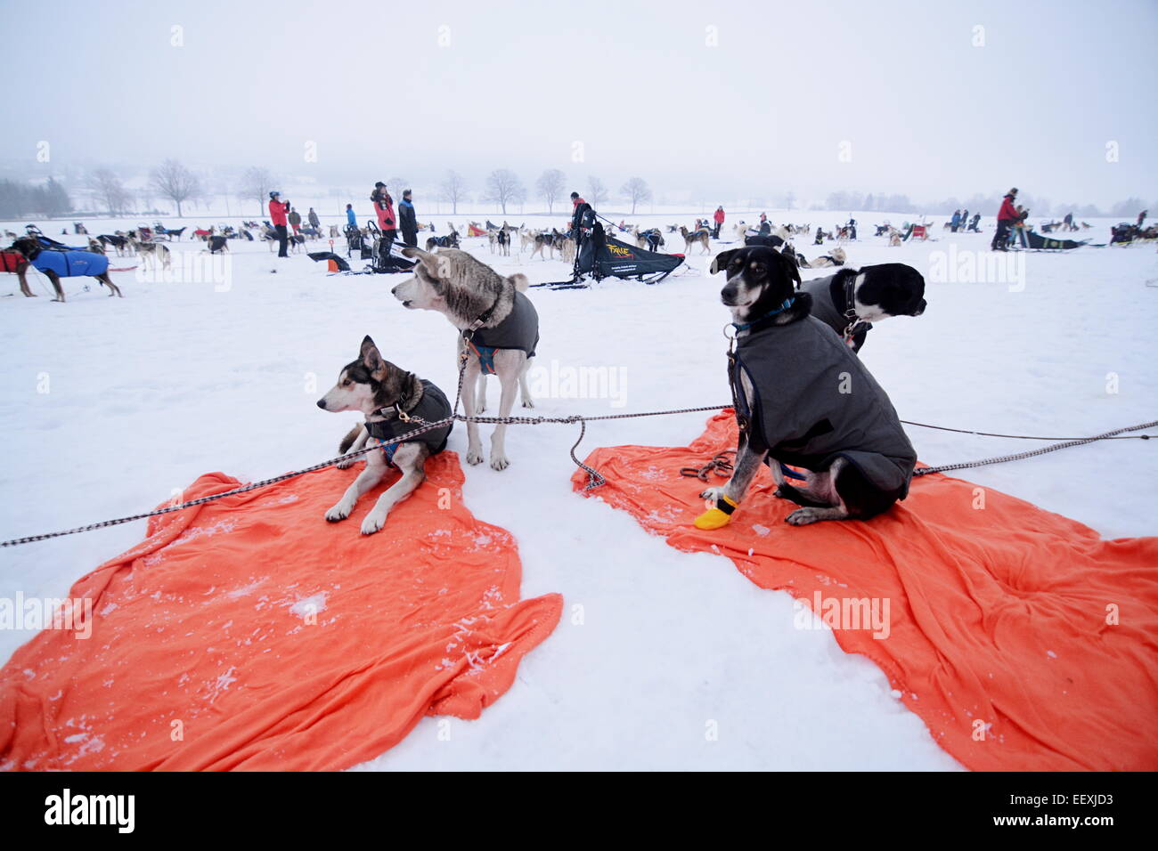 Long Sedivackuv la race, mushing, musher, chiens, de chiens, de race ...