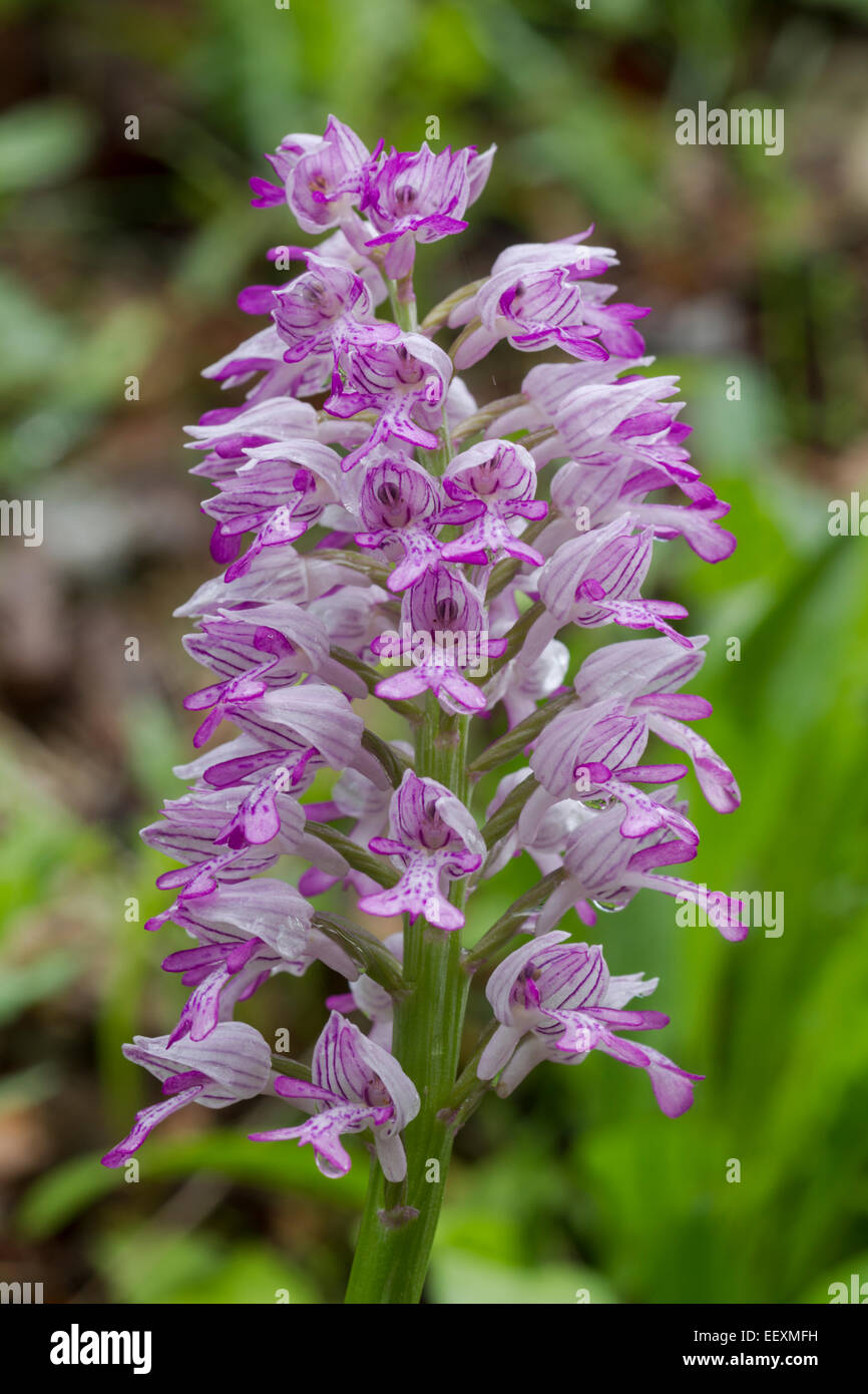 Orchidée militaire, nom latin Orchis militaris, rose, juin Photo Stock ...