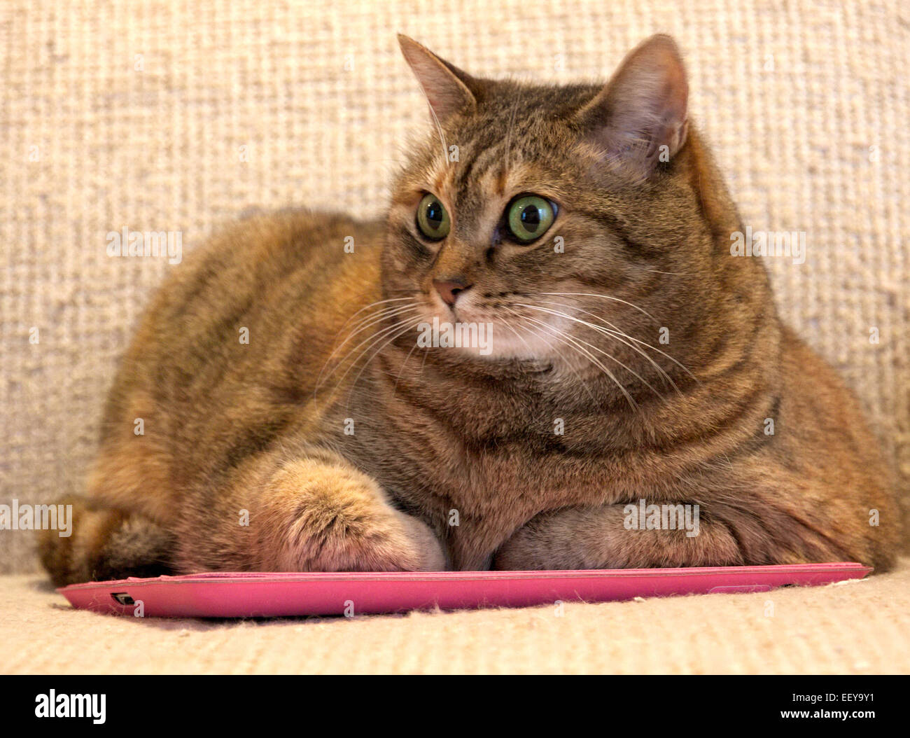 Chat rose Banque de photographies et d’images à haute résolution - Alamy