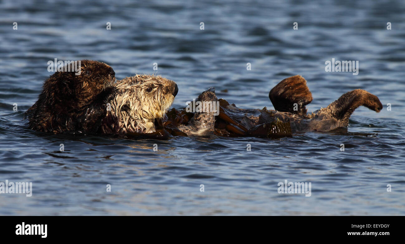 Une loutre de mer ludique bébé grimper sa mère par derrière Photo Stock ...