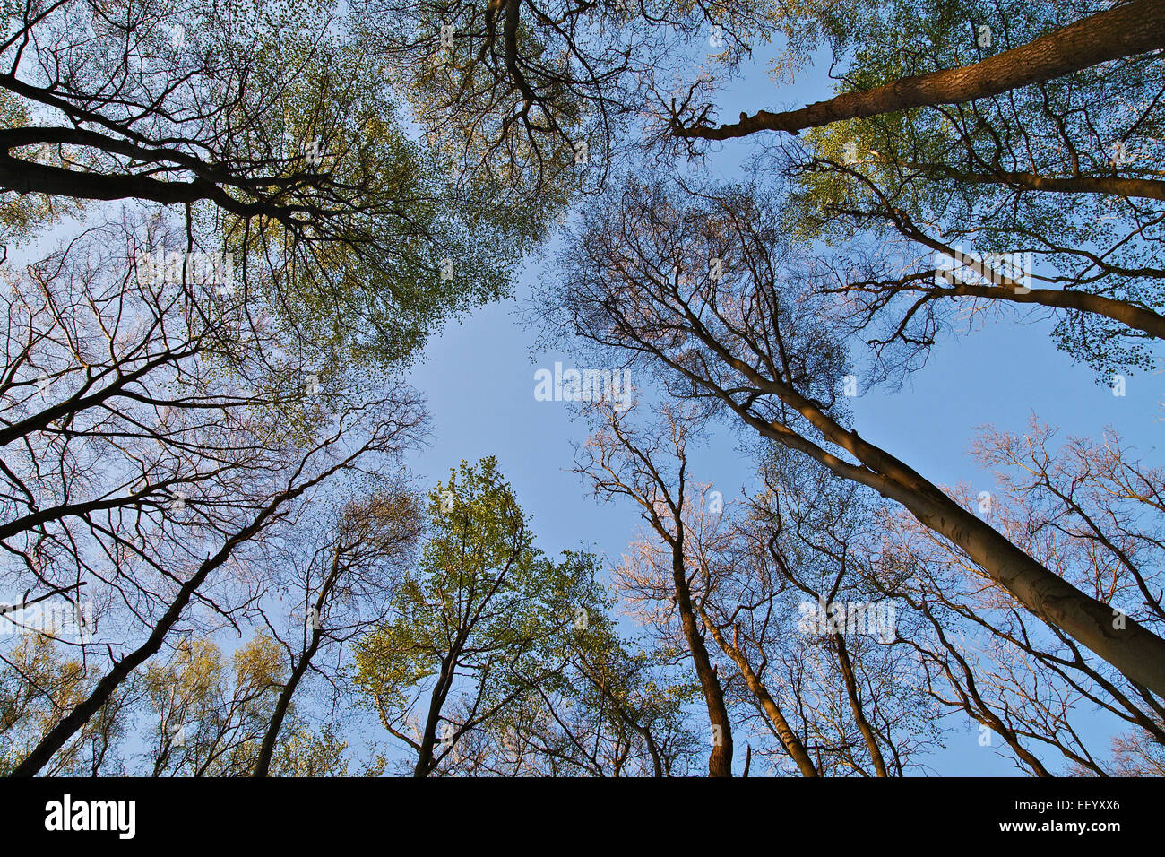 Voir dans la cime des arbres Banque de photographies et d’images à ...