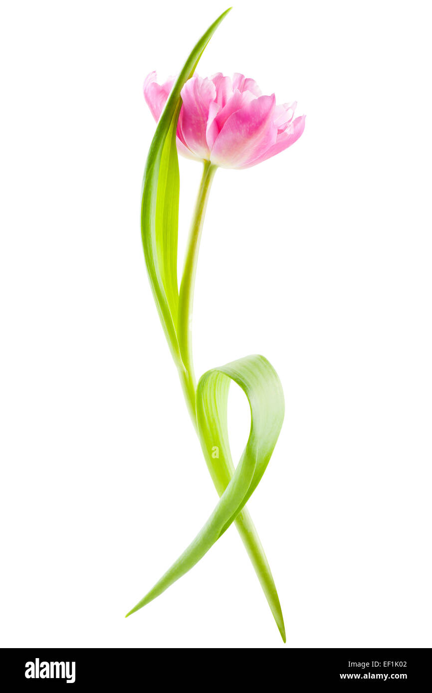 Tulip rose Banque de photographies et d’images à haute résolution - Alamy
