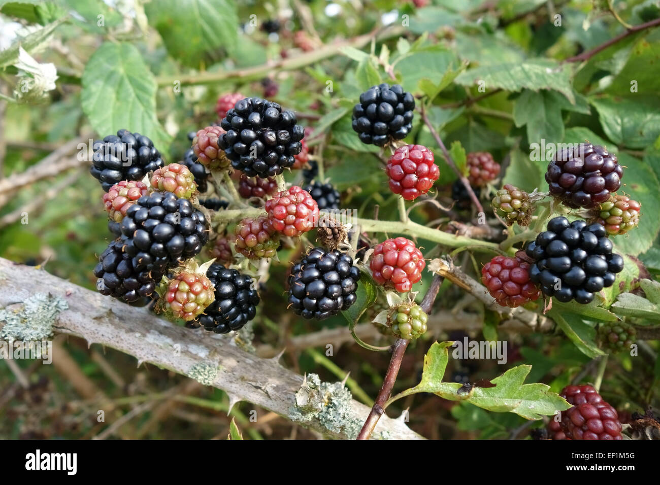 Fruit de mûres sauvages, Rubus fruticosus, maturation dans une haie de ...
