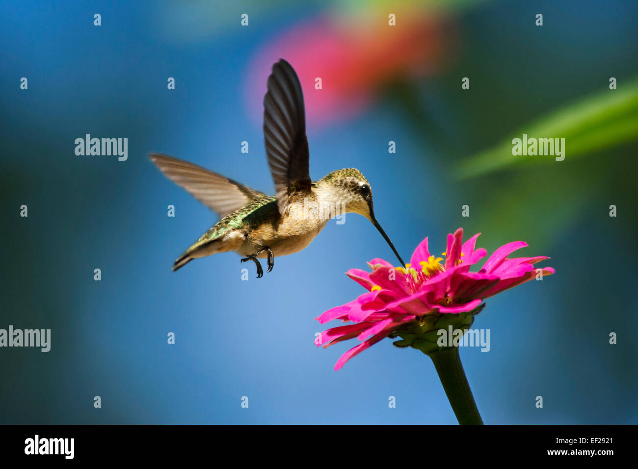 Colibri rose Banque de photographies et d’images à haute résolution - Alamy