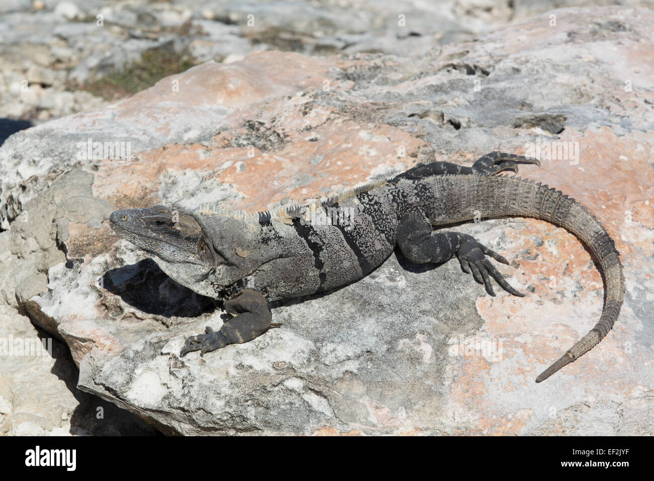 Iguane à queue épineuse noire Banque de photographies et d’images à ...
