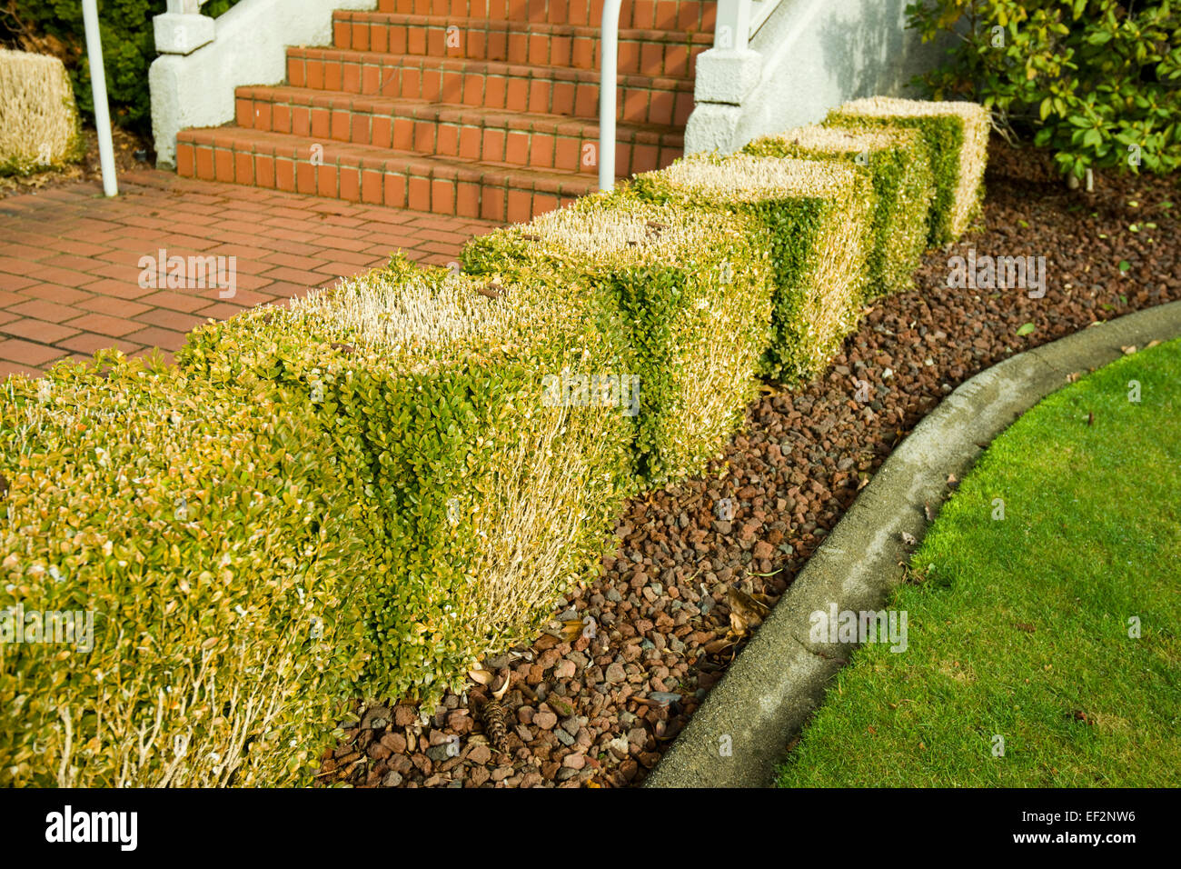 Buis taillé Banque de photographies et d’images à haute résolution - Alamy