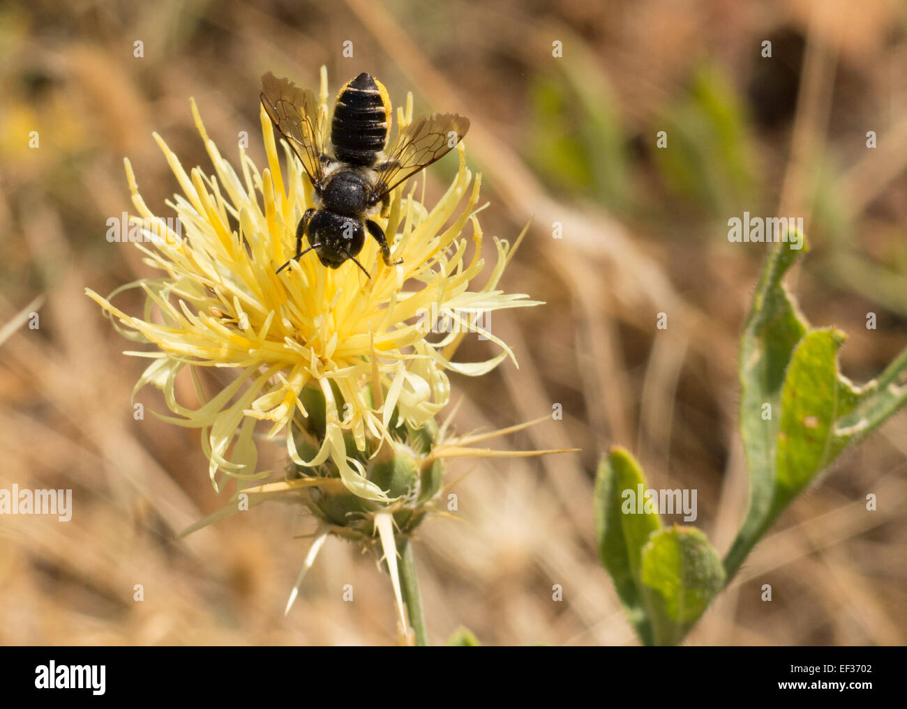 Centaurea salonitana, une espèce de chardon, photographiée avec un ...