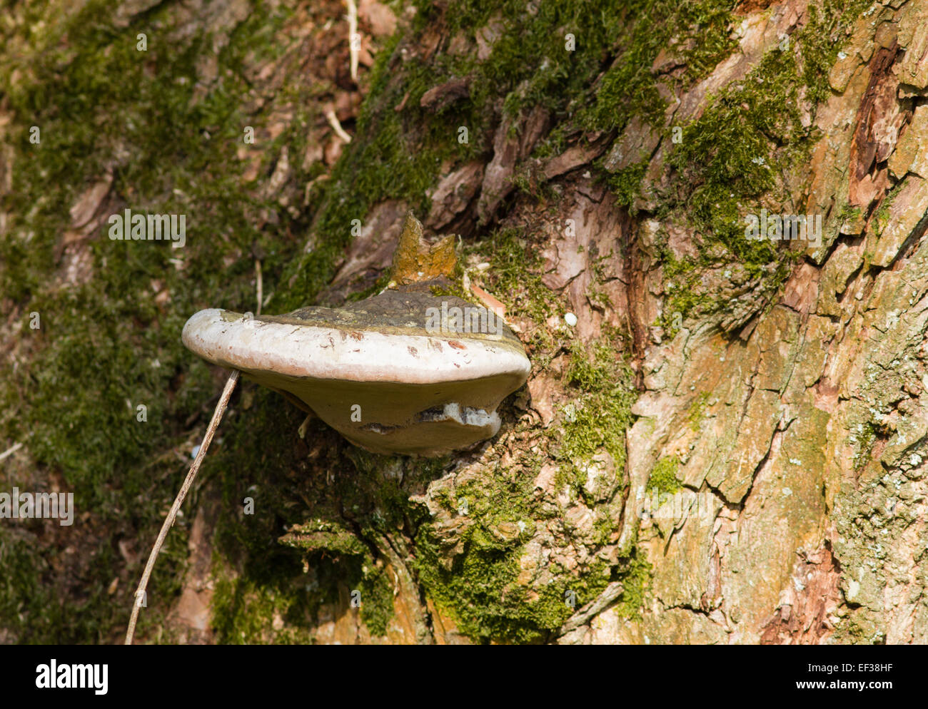 Champignon fer à cheval Banque de photographies et d’images à haute ...