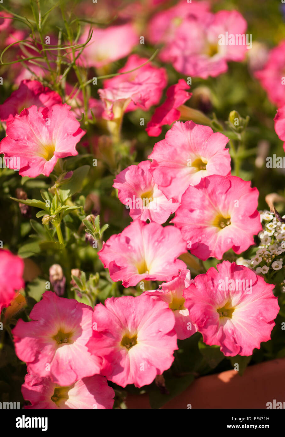 Petunia 'Wave' Rose mystique facile. Petunia hybride, Petunia hybrida ...