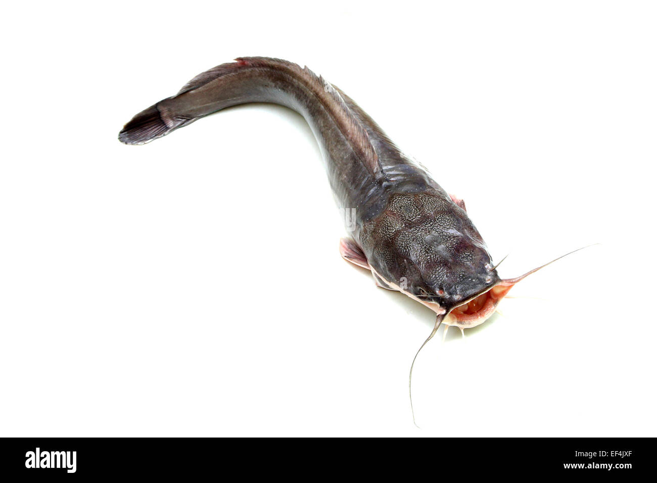 Eel catfish Banque de photographies et d’images à haute résolution - Alamy