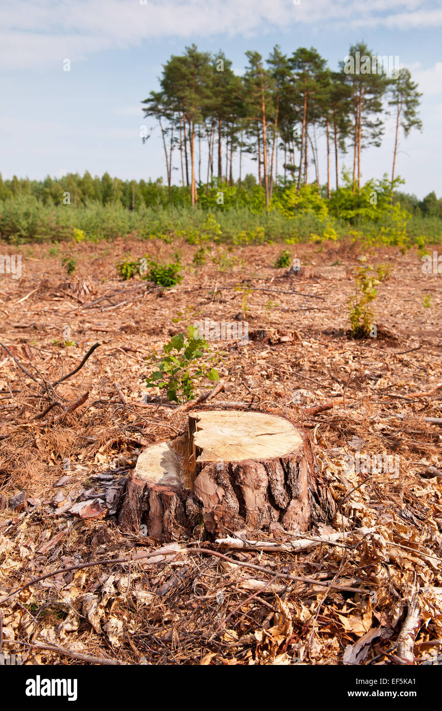 Deforestation vertical Banque de photographies et d’images à haute ...