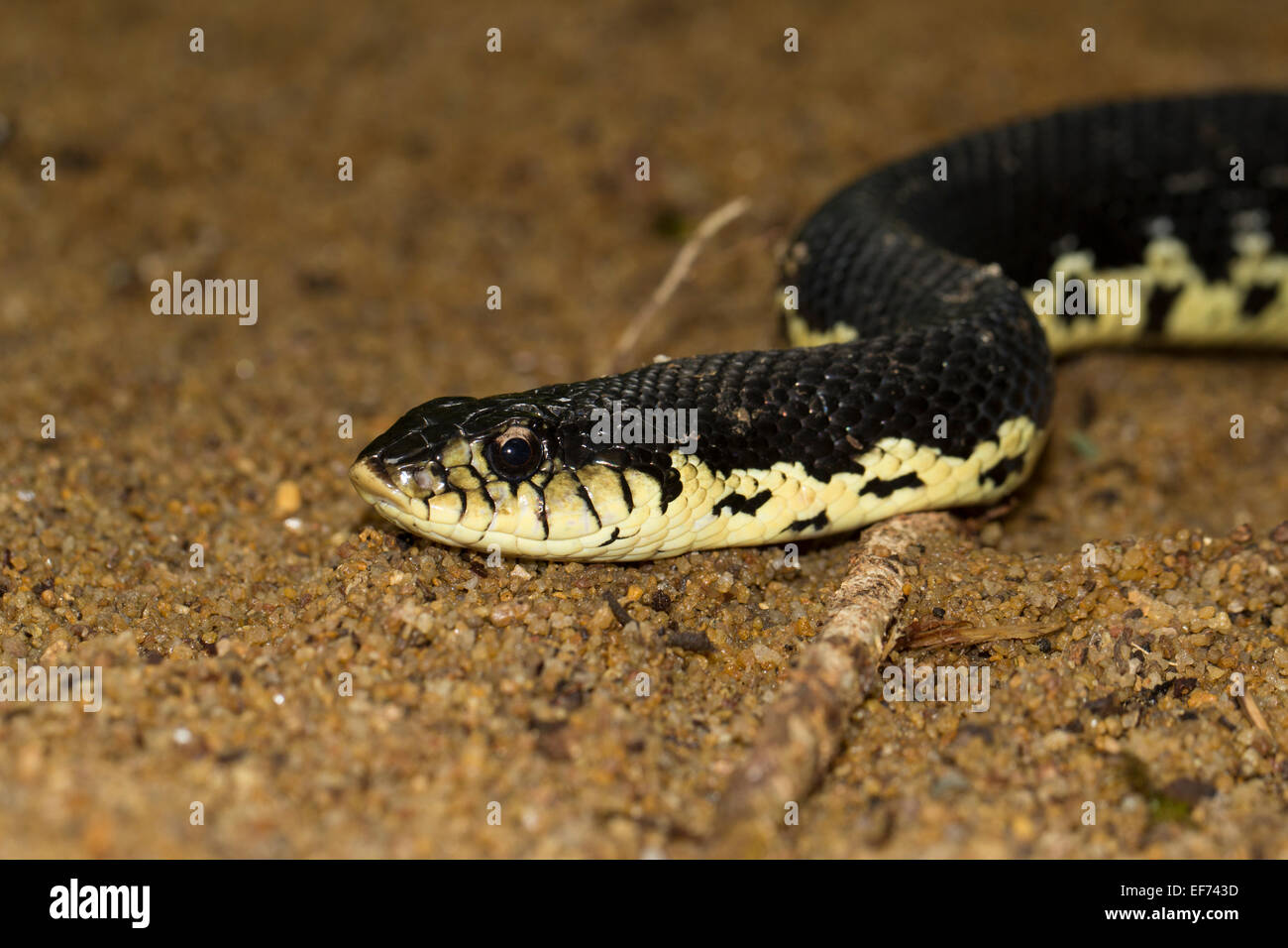 La couleuvre à nez plat malgache géant (Leioheterodon madagascariensis ...