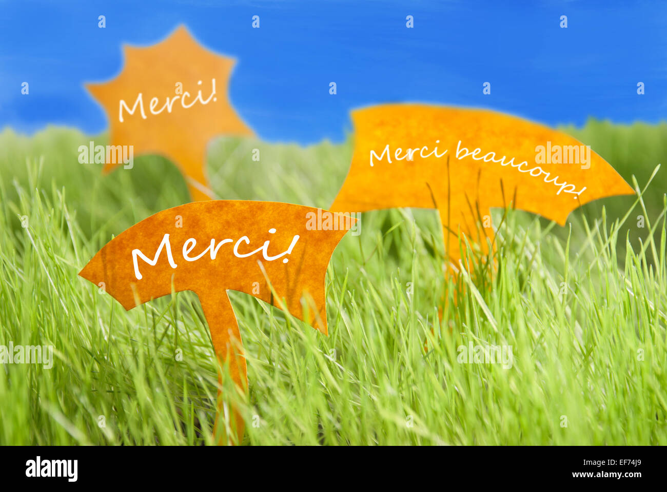 Trois étiquettes avec texte français Merci et merci beaucoup ce qui ...