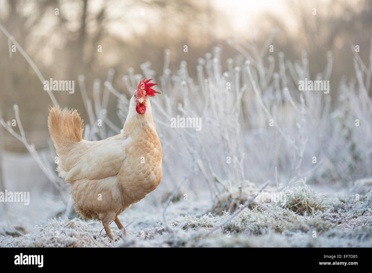 Poule drôle Banque de photographies et d’images à haute résolution - Alamy