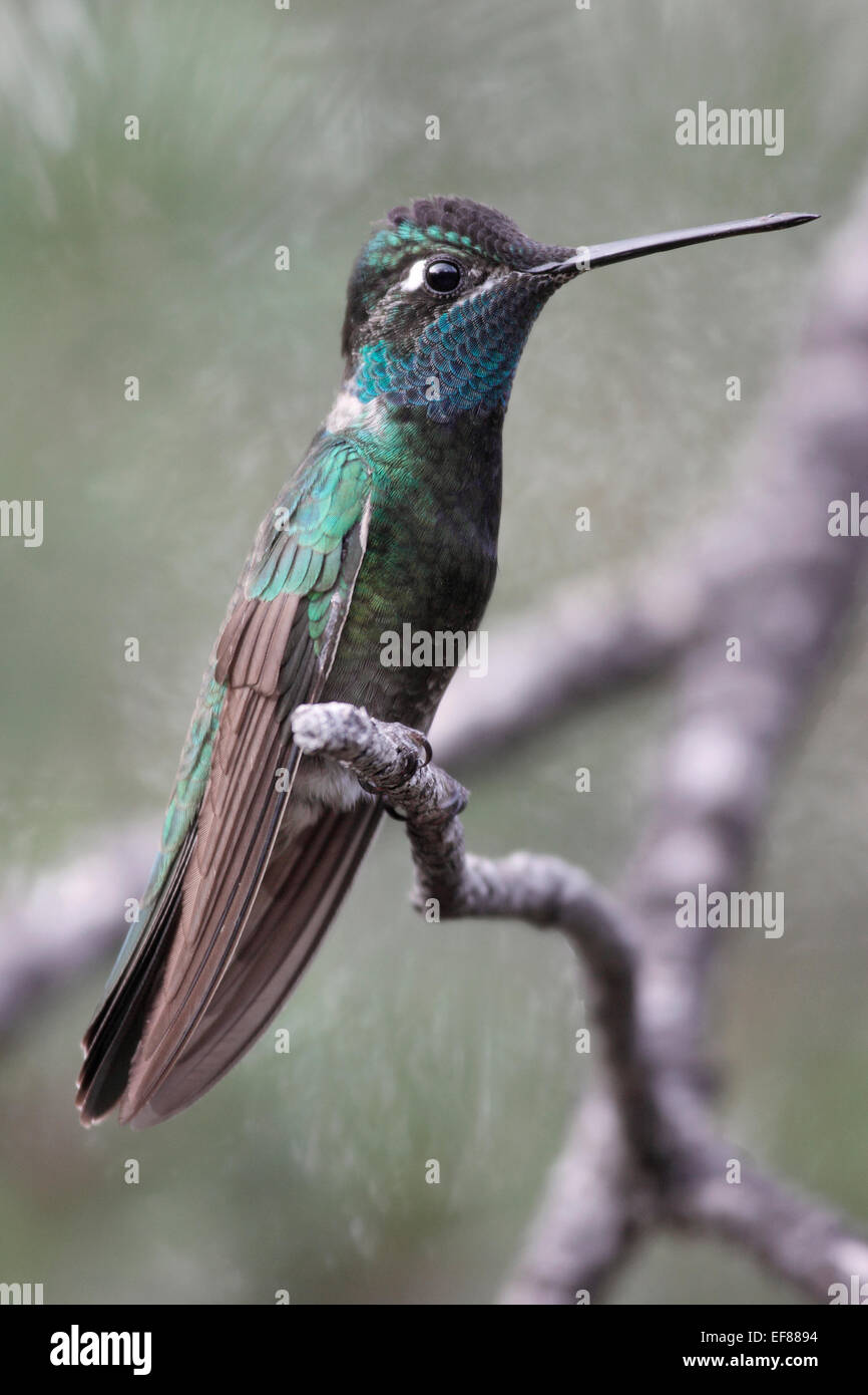 Magnifiques colibris eugenes fulgens Banque de photographies et d ...