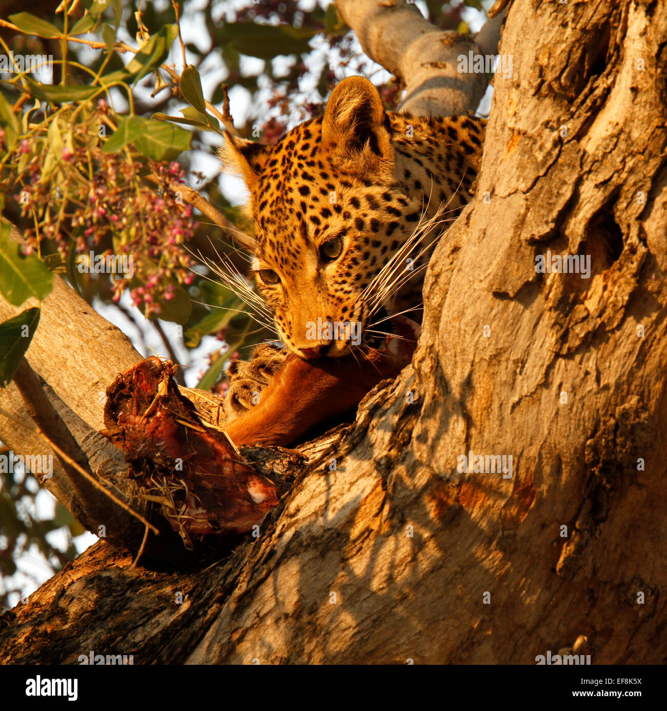 Musculos de la masticacion Banque de photographies et d’images à haute ...