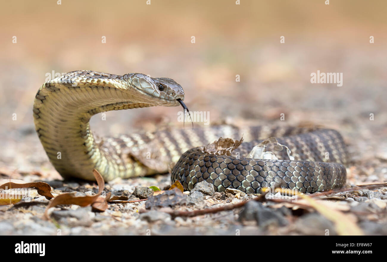 Serpent tigre rampant sur une surface rocheuse Banque de photographies ...