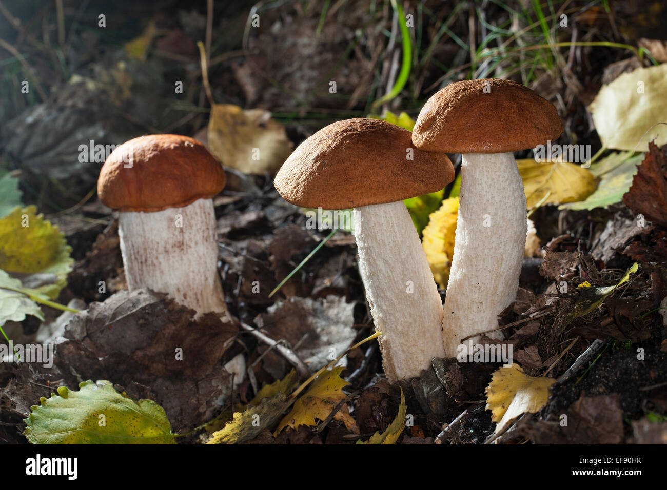 Leccinum rufum Banque de photographies et d’images à haute résolution ...