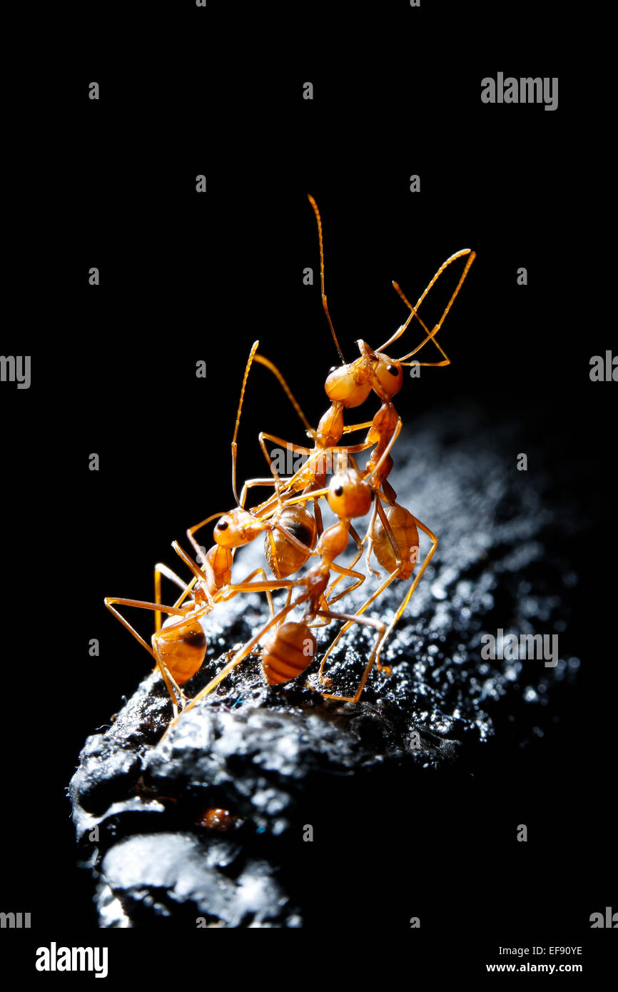 Fourmis noir et orange Banque de photographies et d’images à haute ...