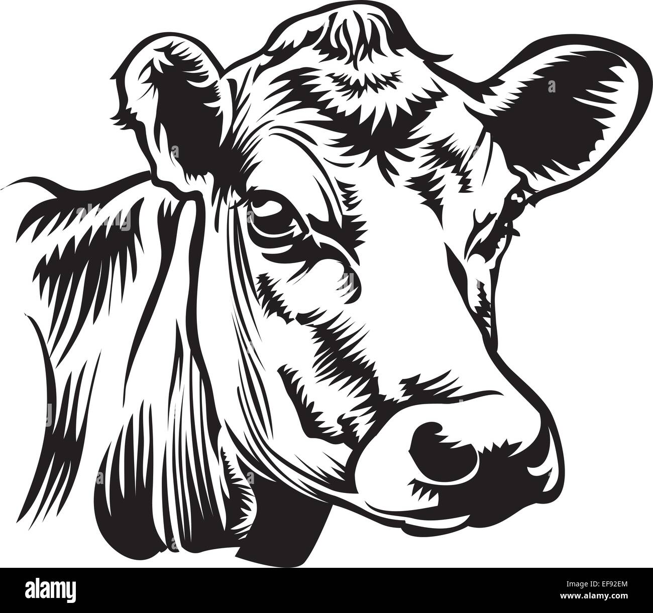 Bovins vaches Banque d'images vectorielles - Alamy