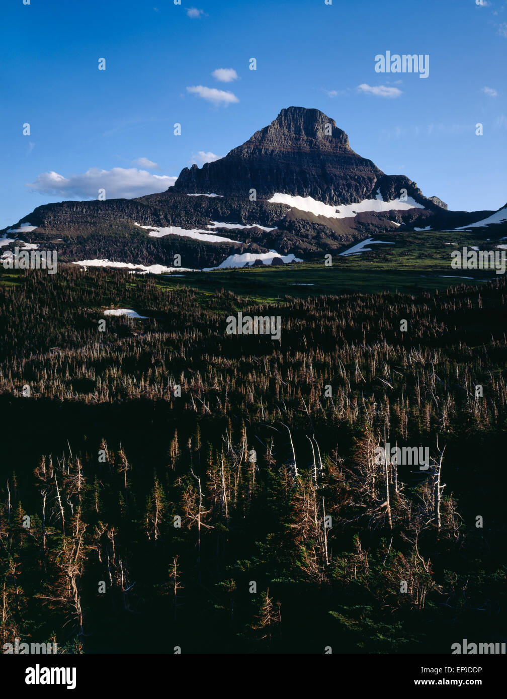 Sapin subalpin Banque de photographies et d’images à haute résolution ...