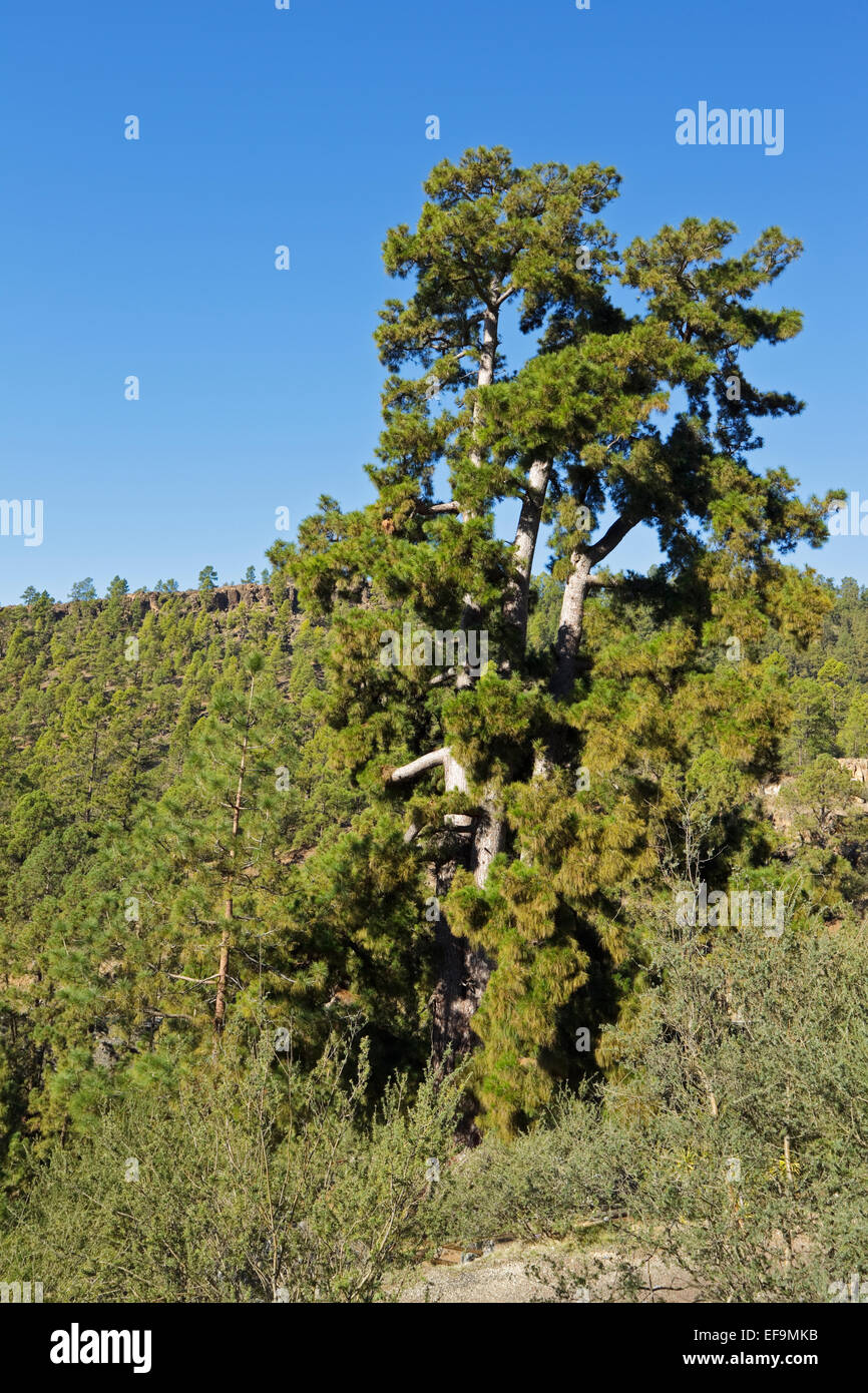 Pinus canariensis Banque de photographies et d’images à haute ...