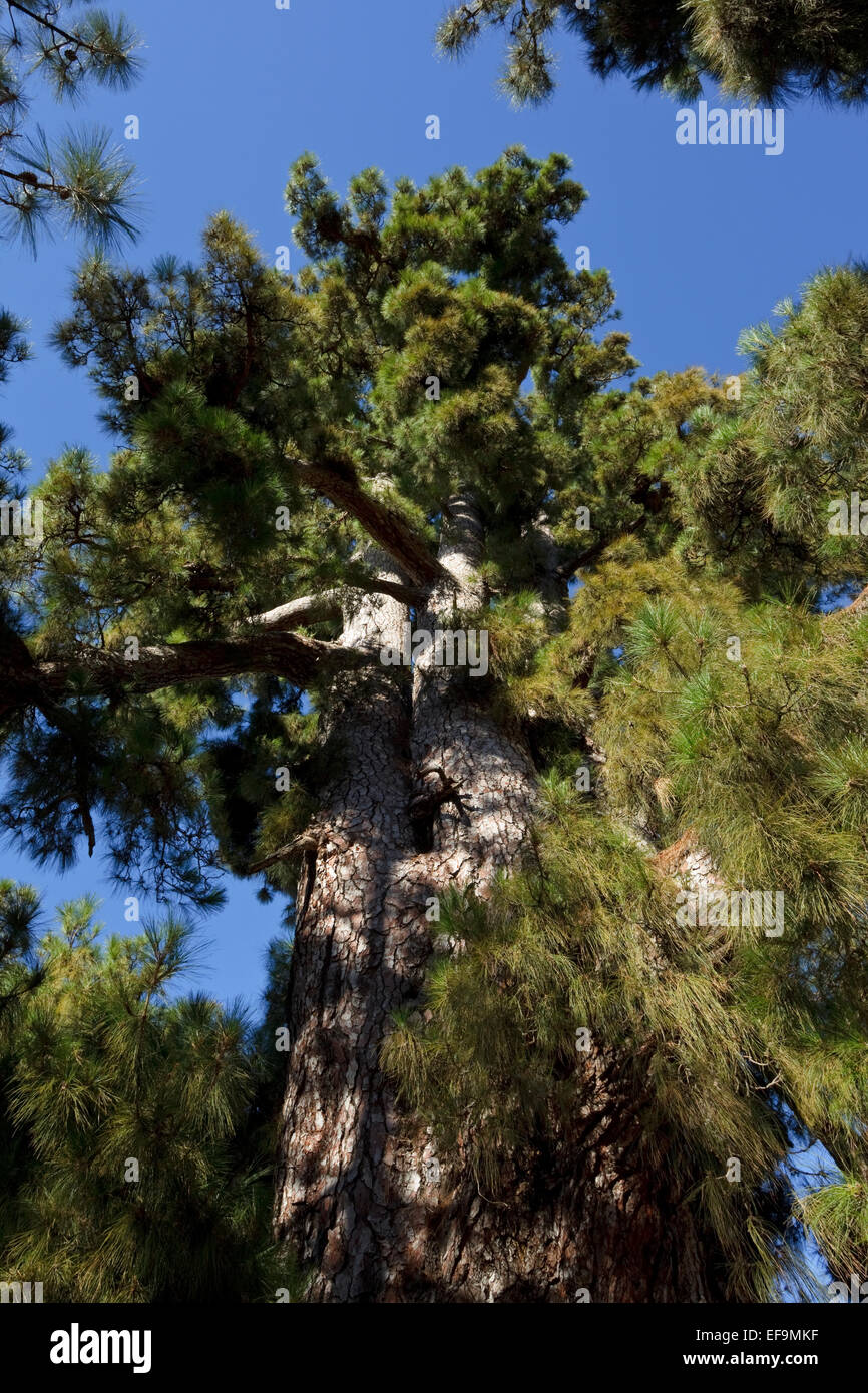 Pinus canariensis Banque de photographies et d’images à haute ...