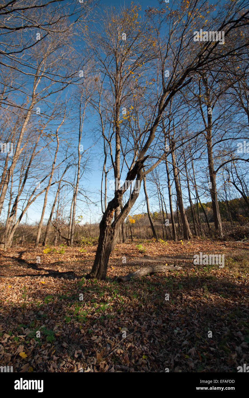 Morgan arboretum Banque de photographies et d’images à haute résolution ...